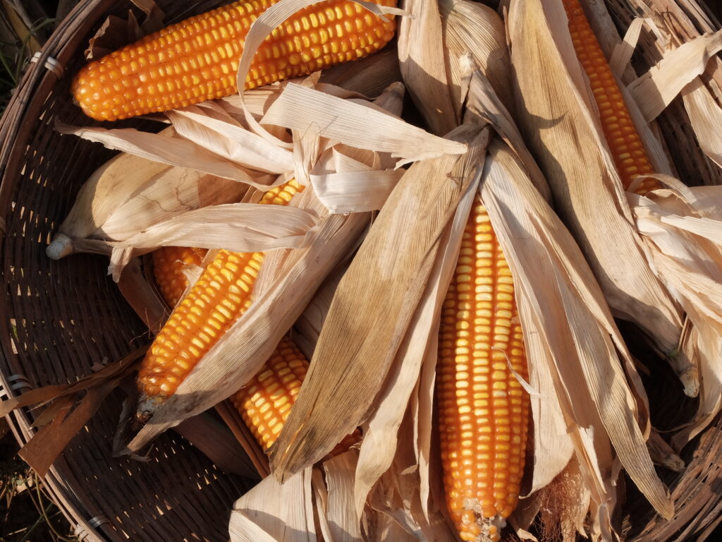 2020 Brazilian Corn Production | AgResource Company